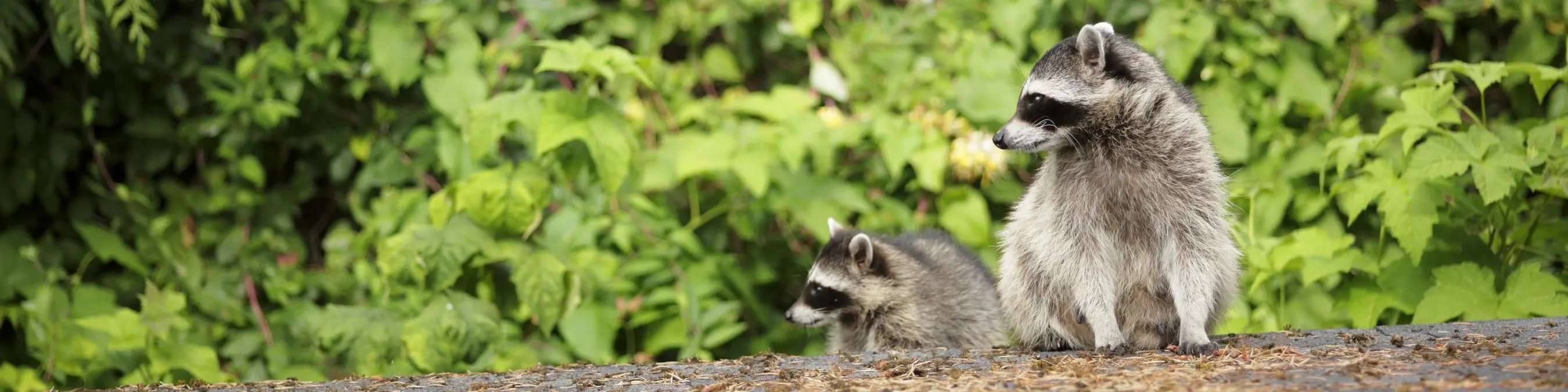 Wildlife | City of Kenora