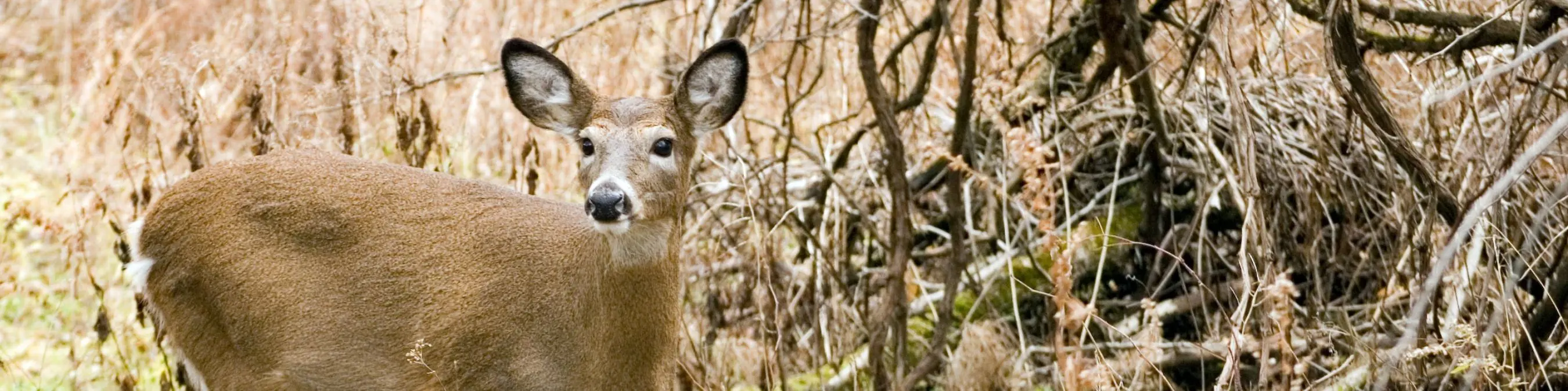 Deer Management | City of Kenora